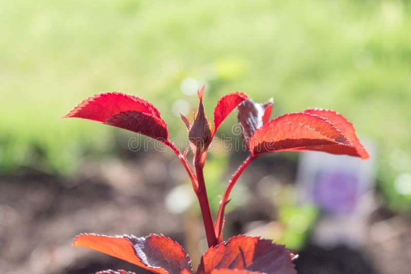 Planted Young Rose Bushes in Garden, on One Side Stock Photo - Image of ...