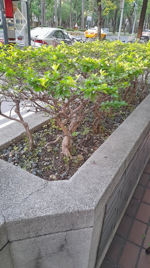 Planter Box Containing Several Small Trees, Stock Image - Image of ...