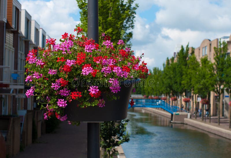 Street with flower pots stock image. Image of petal, plant - 10608337