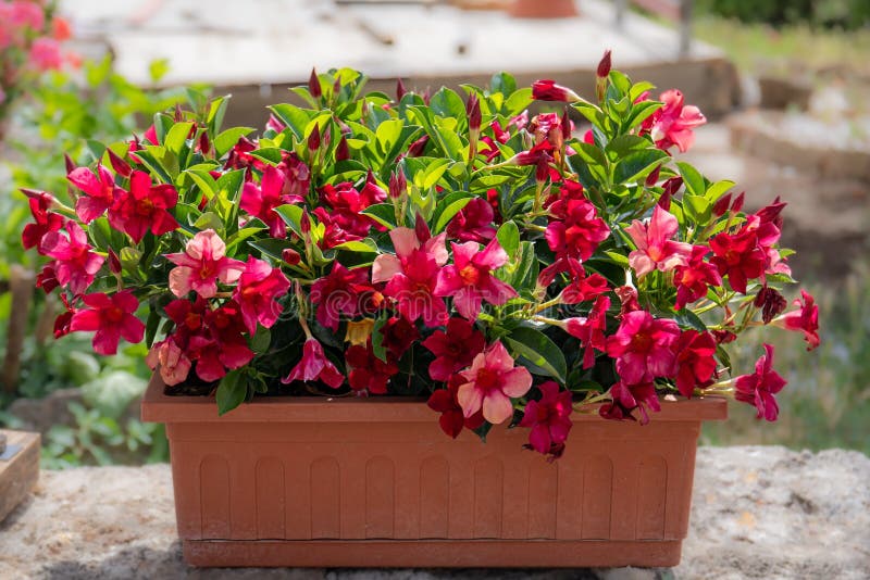 Planter Pot with Beautiful Colorful Flowers Outside Stock Photo - Image ...