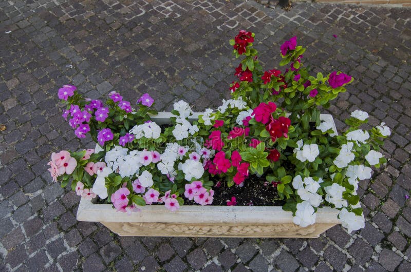Planter Vase with Colorful Flowers on the Floor Outside Stock Photo ...