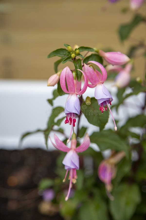 Planters with Beautiful Fuchsia Flowers of Different Colors Stock Image ...
