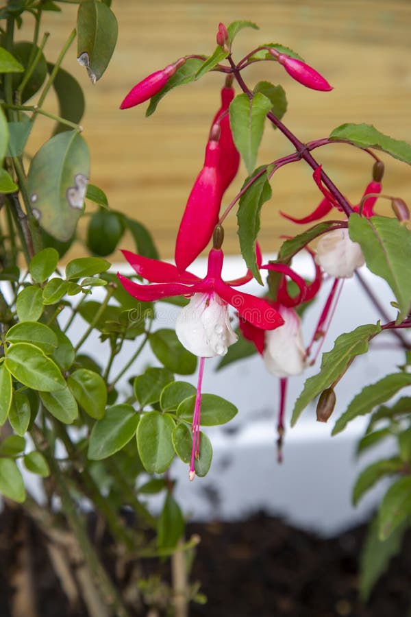 Planters with Beautiful Fuchsia Flowers of Different Colors Stock Photo ...