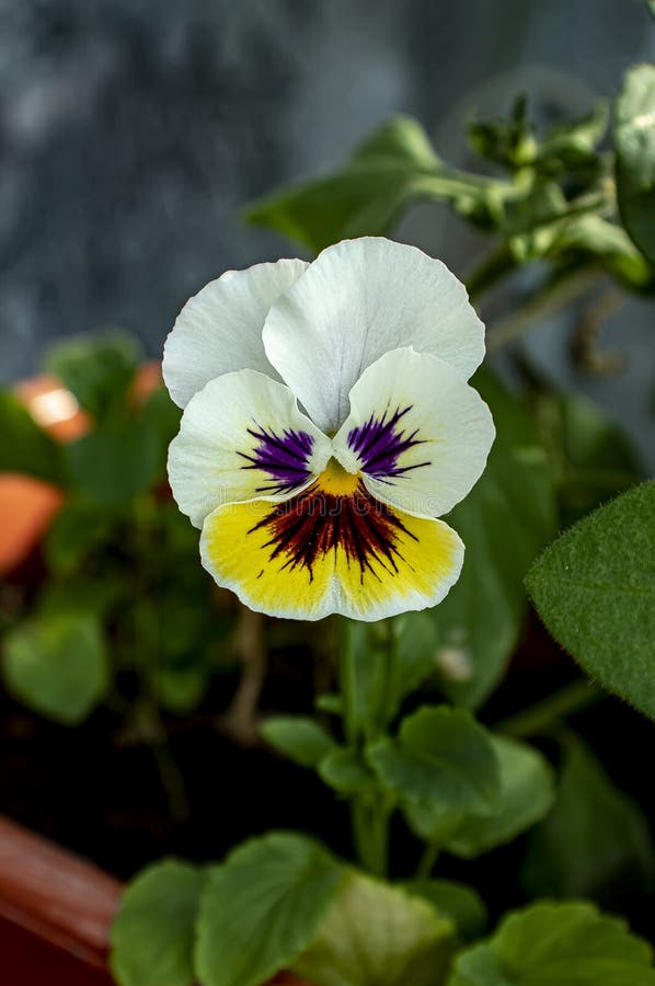 Plantes De Champ. Violette Violette De Fleurs Tricolore Image stock ...