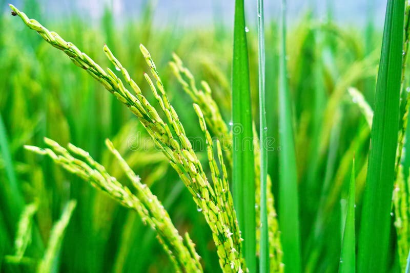 Plantes de riz image stock. Image du agriculture, champs - 25088527