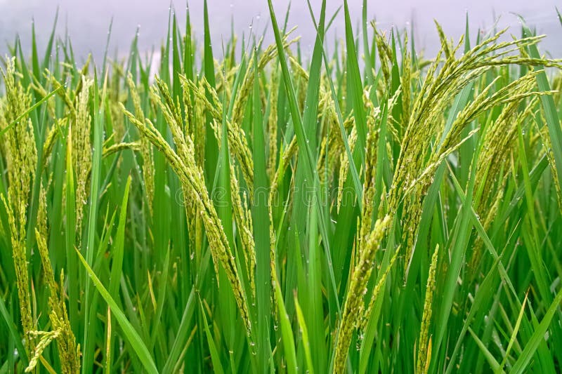 Plantes de riz image stock. Image du agriculture, champs - 25088527