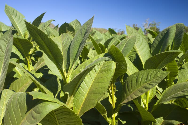 Plantes de tabac image stock. Image du agriculture, nature - 8457747