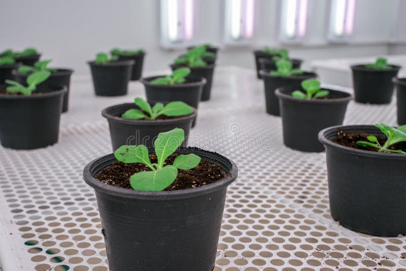 Plants De Tabac Pour Tests De Maladies Photo stock - Image du maladie ...