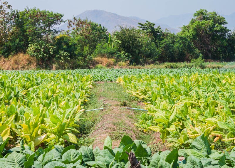 Plantes De Tabac Sur Le Champ Image stock - Image of fumée, nature ...