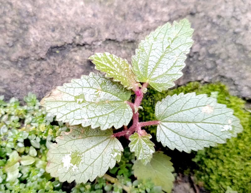 Plantes Sauvages Autour De La Maison Photo stock - Image du branchement ... Plantes Sauvages Autour De La Maison Photo stock - Image du branchement ...