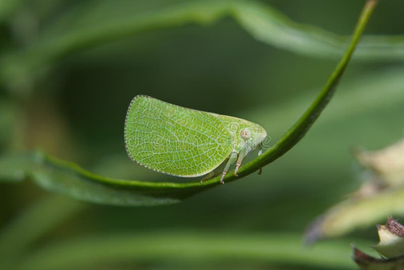 Planthopper stock image. Image of animal, entomological - 9380665
