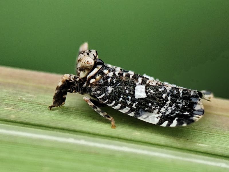 This Planthopper & X28;Fulgoridae& X29; Displays Cryptic Black and ...