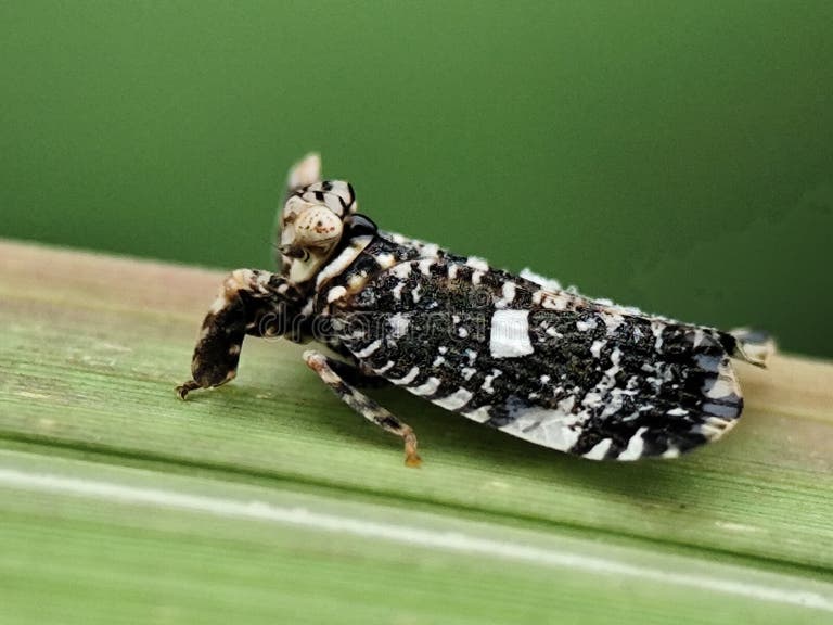 This Planthopper & X28;Fulgoridae& X29; Displays Cryptic Black and ...