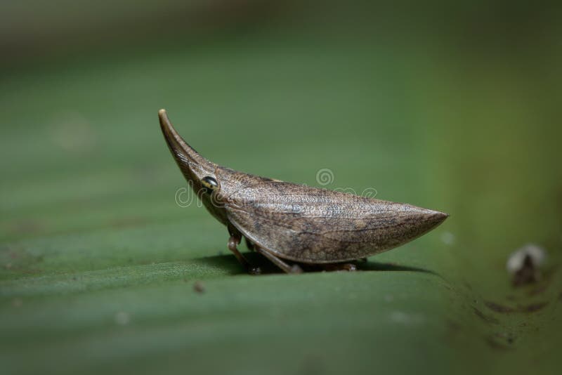 Planthopper in Thailand. stock photo. Image of forest - 81761128