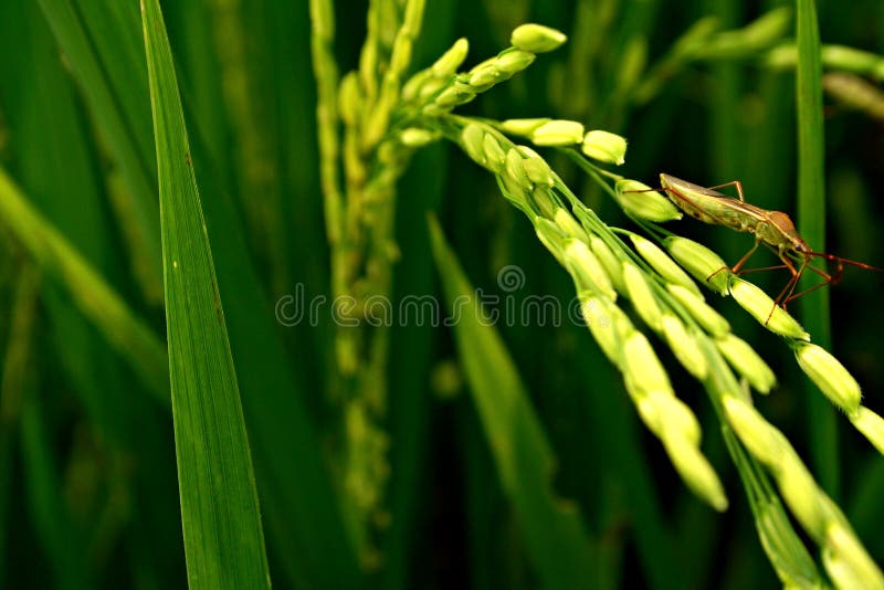 Planthoppers Walking To Suck Young Rice Stock Image - Image of food ...