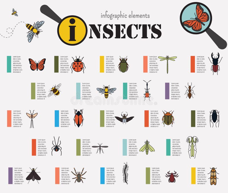 Plantilla De Infografía Sobre Insectos Ilustración del Vector ...