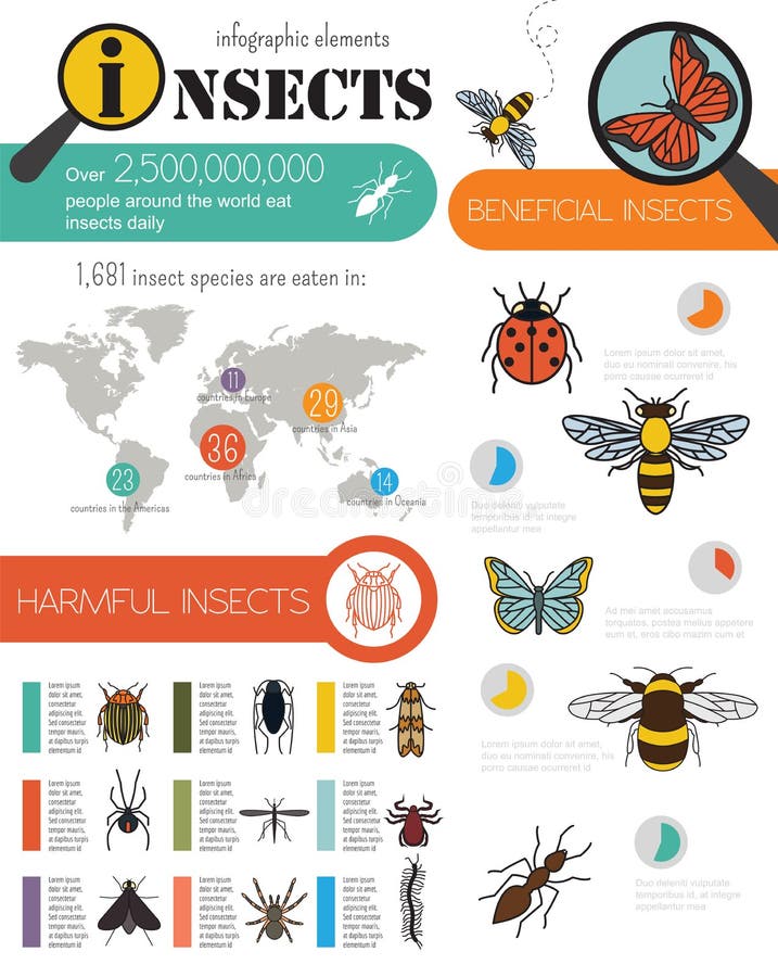 Conjunto De Infografía De Insectos Ilustración del Vector - Ilustración ...
