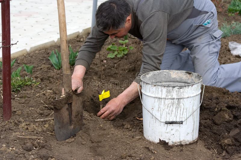 Planting sapling tree stock photo. Image of hard, cultivable - 10235282