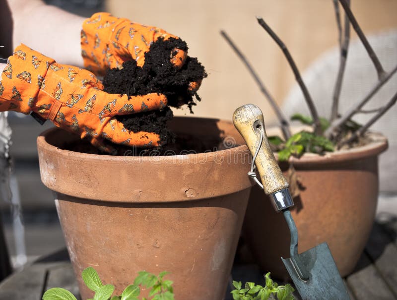 Planting stock image. Image of grow, natural, nature, fresh - 9103055