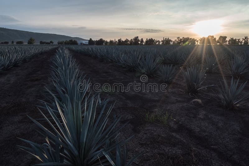 Agave Distillation Process for Tequila Production Stock Photo - Image ...