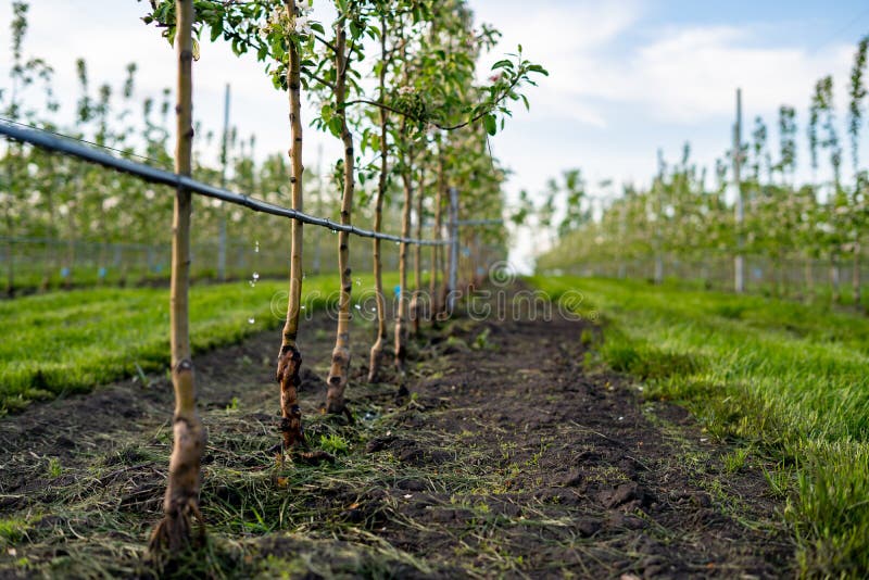 Using Drip Irrigation in a Young Apple Tree Garden Stock Photo - Image ...