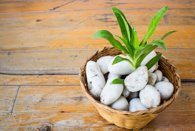 Planting basket stock photo. Image of pastime, life, garden - 39832214