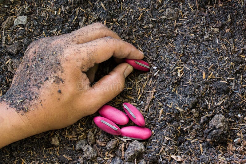 Planting Bean Seeds in Soil Stock Image - Image of agriculture, garden ...