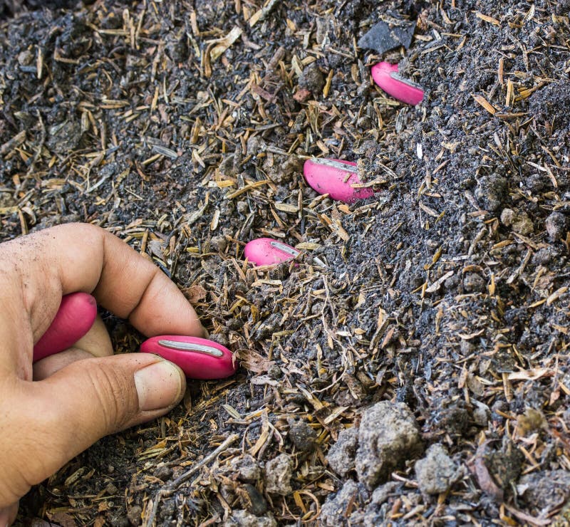 Planting Bean Seeds in Soil Stock Photo - Image of palm, agricultural ...