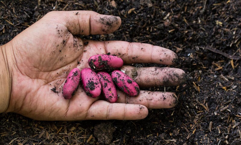 Planting Bean Seeds in Soil Stock Photo - Image of nature, grow: 55090908