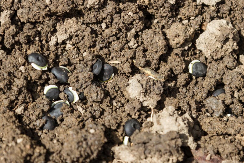 Planting Beans in the Soil stock photo. Image of cultivation - 54322294