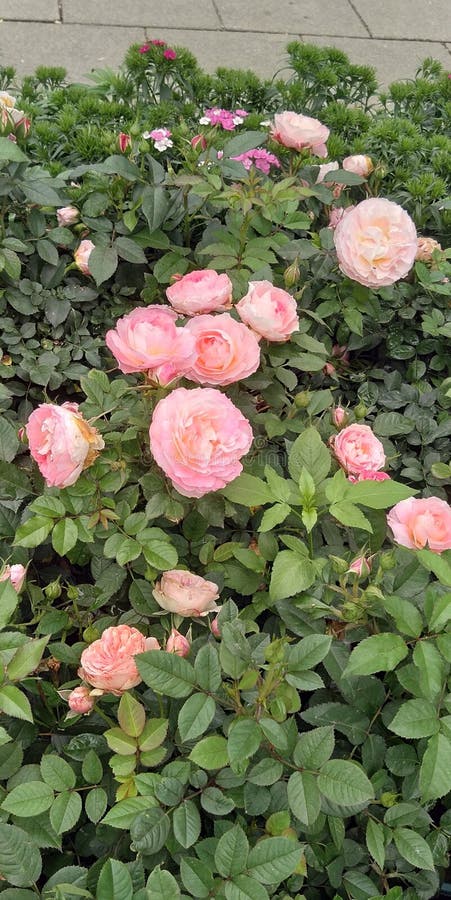 Planting Beautiful Pink Rose Stock Image - Image of planting, rose ...