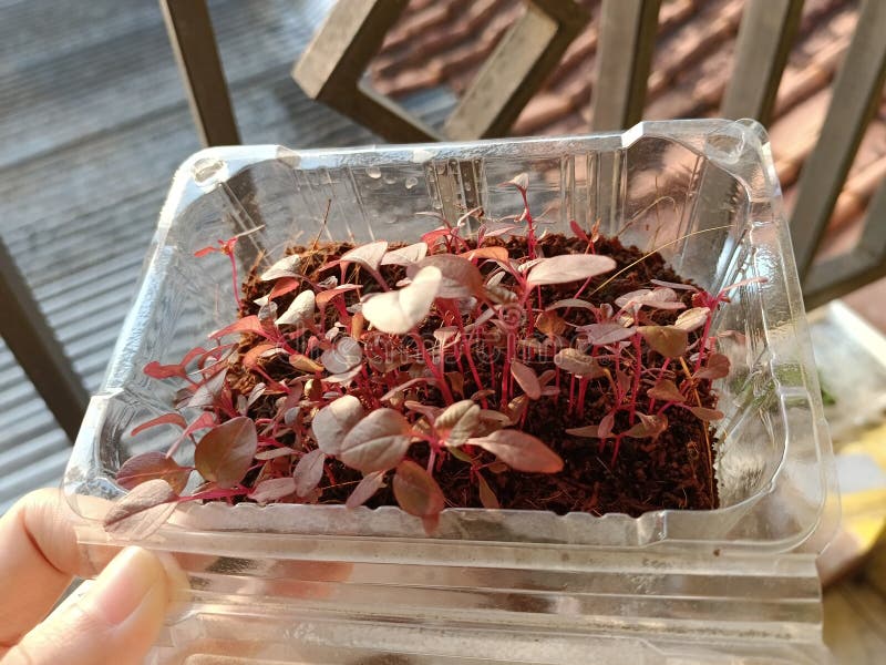 Planting Beautiful Red Seed Sprouting Stock Photo - Image of plastic ...