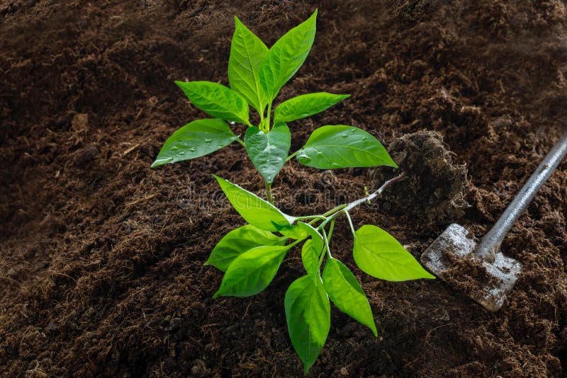 Planting Bell Pepper Plants in Spring Stock Photo - Image of plants ...