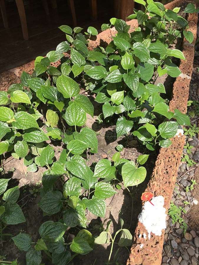 Planting Betel or Piper Betle or Betel Plant. Stock Photo - Image of ... Planting Betel or Piper Betle or Betel Plant. Stock Photo - Image of ...