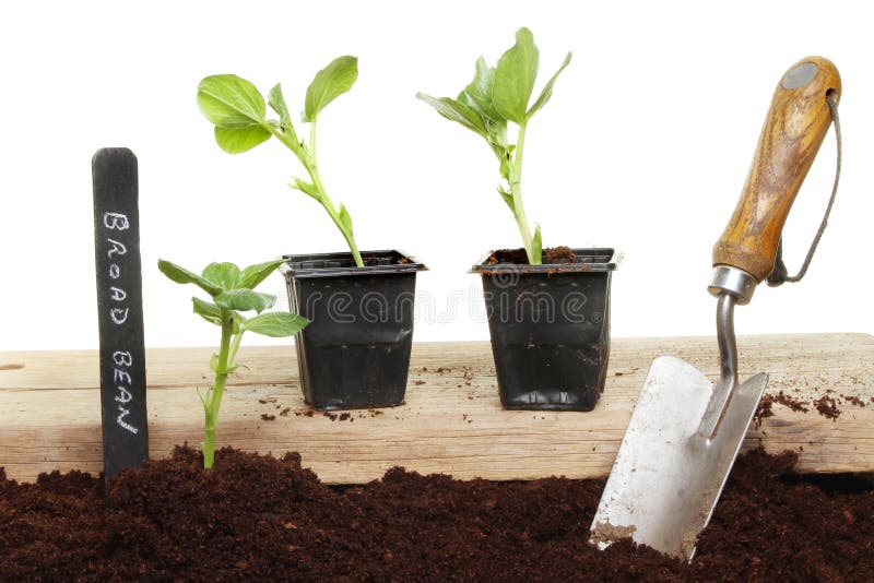 Planting broad beans stock image. Image of earth, green - 22866279
