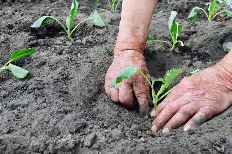 Planting a Cabbage Seedling Stock Photo - Image of gardening, origin ...