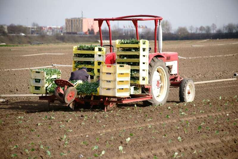 Cabbage Transport Stock Photos - Download 305 Royalty Free Photos