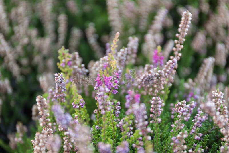 Planting and Care for Heather Bushes Stock Photo - Image of botany ...