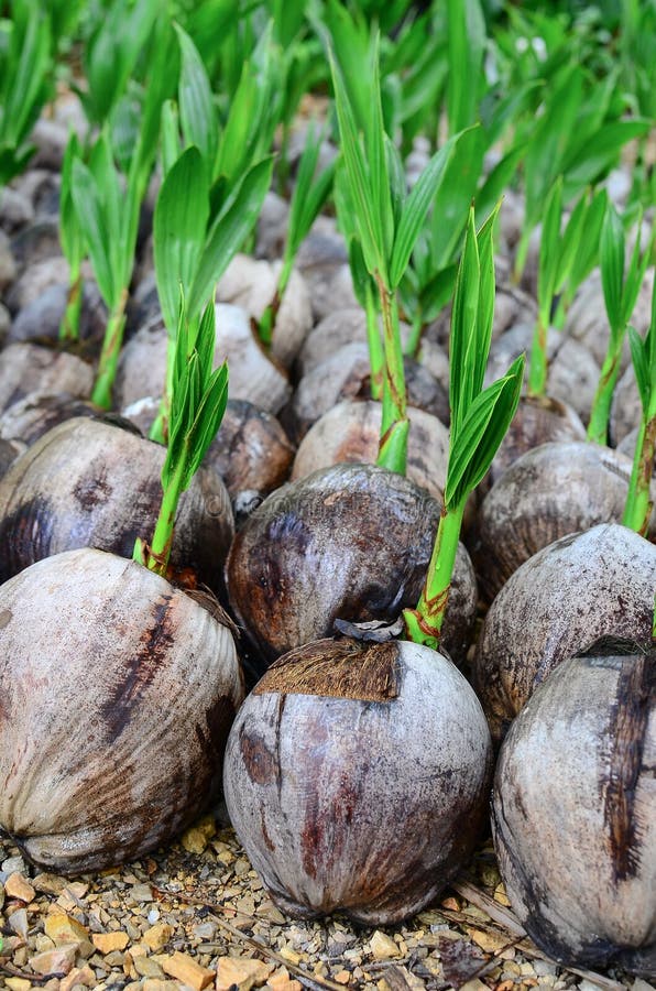 Planting Coconut, a Small Green Coconut Tree Roots from the Brown ...