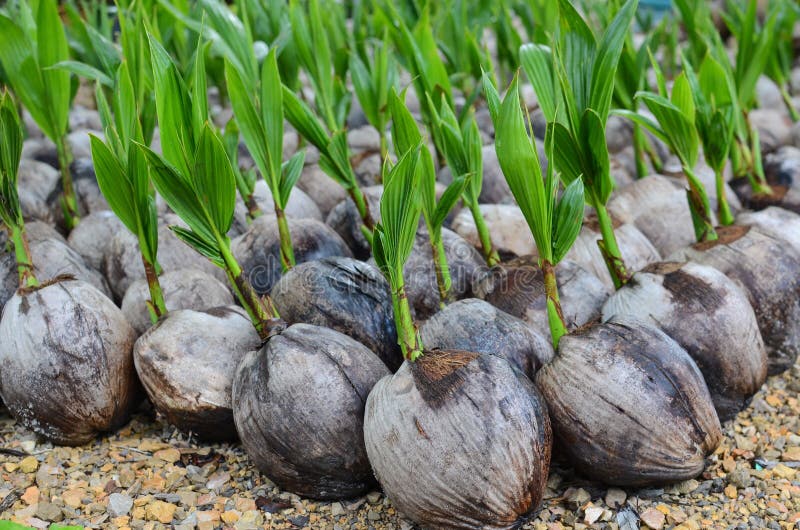 Planting Coconut Palms Resort Stock Image - Image of buildings, china ...