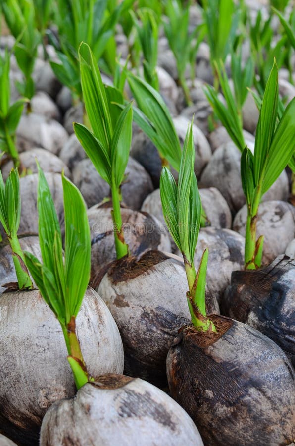 Planting coconut stock photo. Image of grow, diet, outdoor - 63532216
