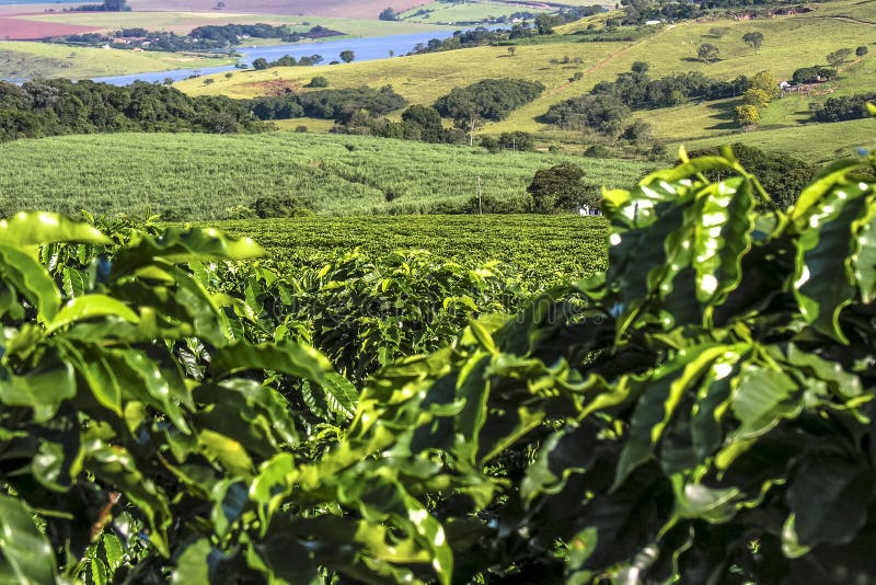 Coffee beans stock image. Image of farming, agriculture - 97119207