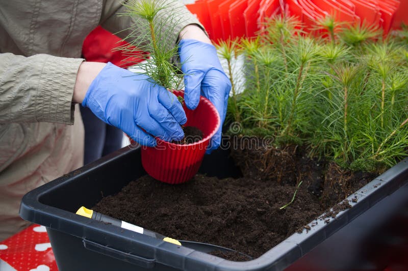 Planting Containerized Pine Trees Seedlings Stock Photo - Image of tree ...