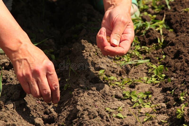 Planting Corn Seeds at Springtime Stock Image - Image of healthy, corn ...