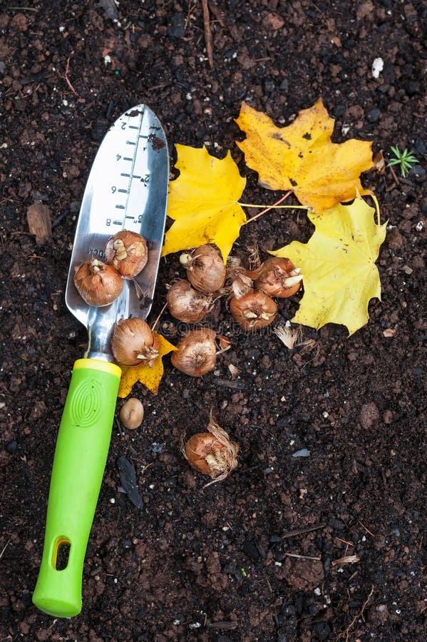 Planting Crocus stock image. Image of tool, crocus, planting - 32832841