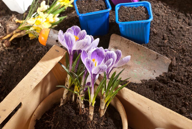 Planting of crocus stock image. Image of plant, nature - 66786825