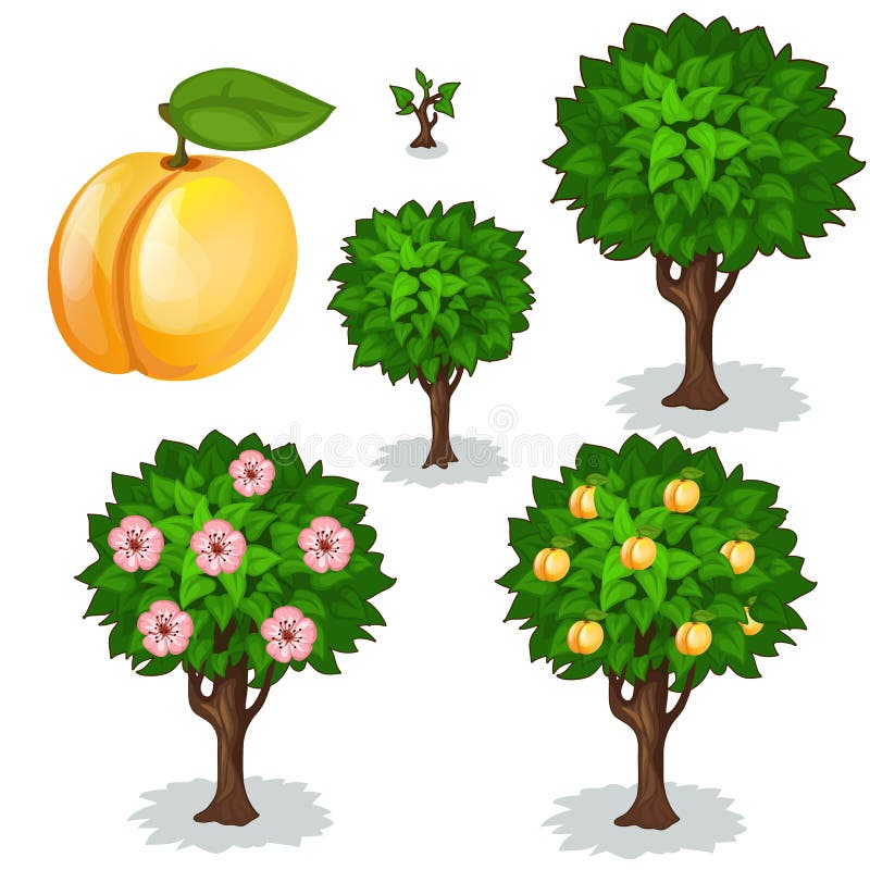 Apricot Tree Clip Art