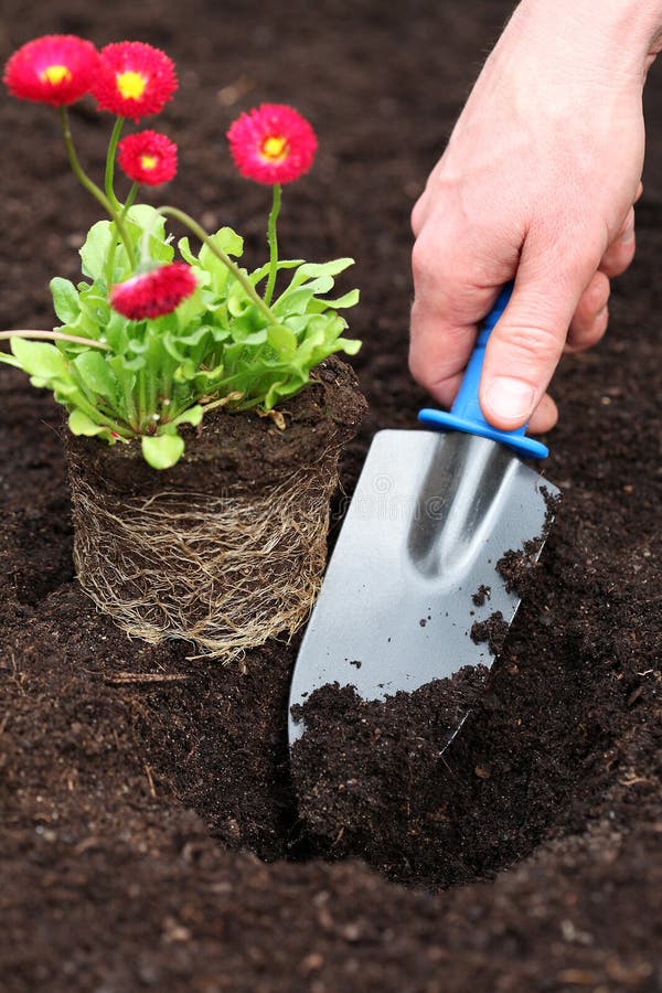 Planting daisy seedling stock photo. Image of green, colour - 31734260