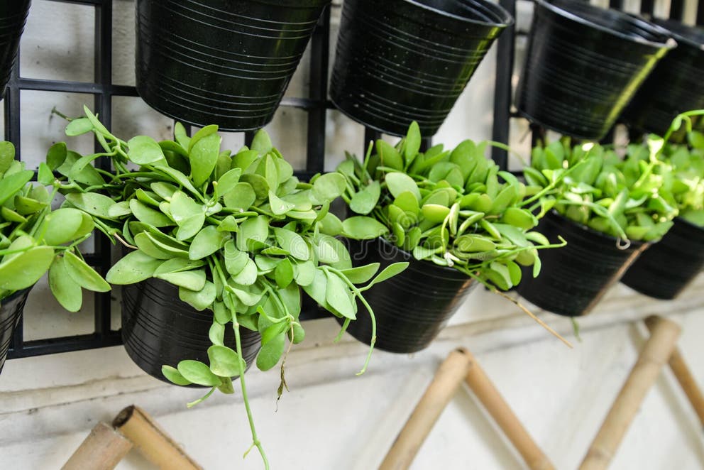 Planting Dave plant stock photo. Image of green, pattern - 72983342