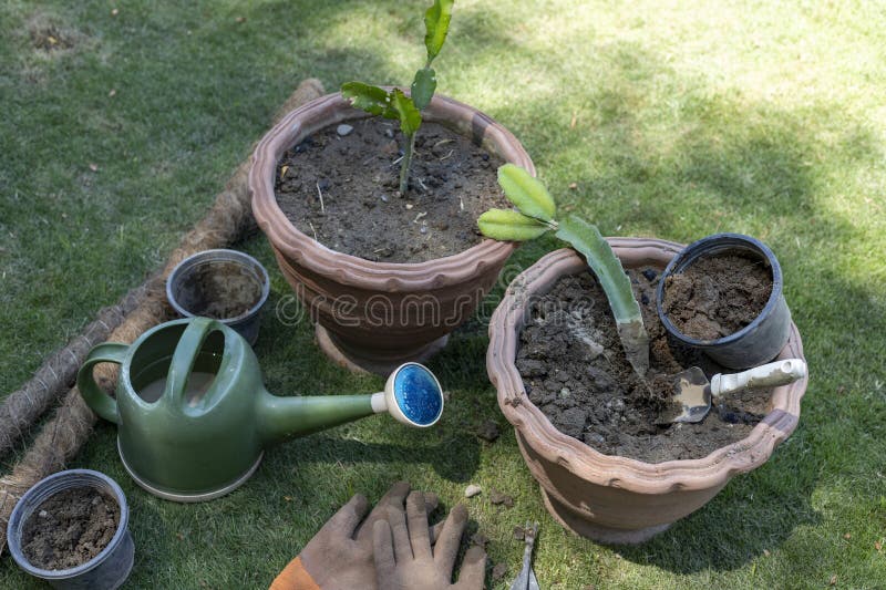 Planting Dragon Fruit Cacti in Terracotta Pots Stock Image - Image of ...